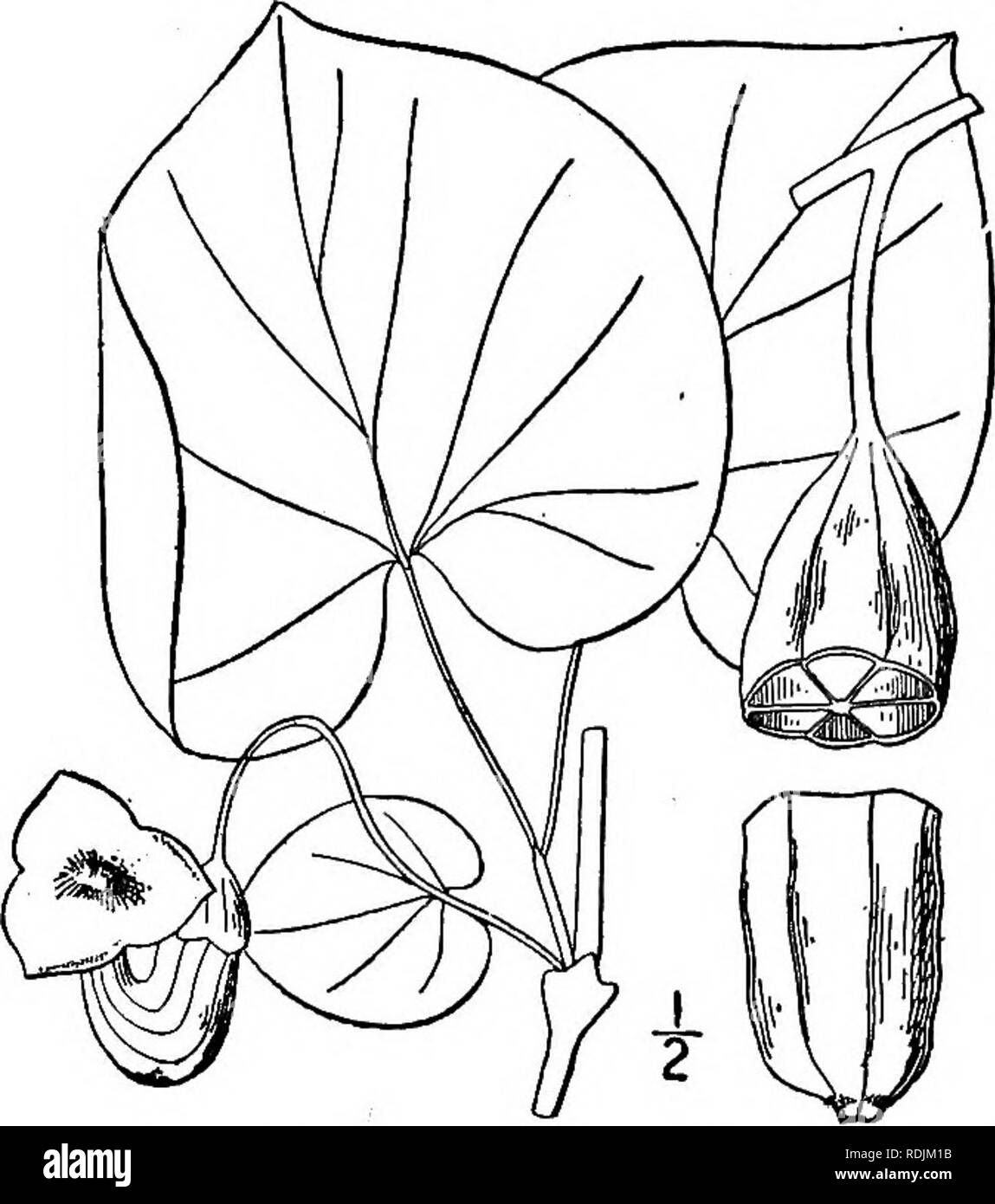 Dutchmans pipe aristolochia macrophylla Cut Out Stock Images & Pictures ...