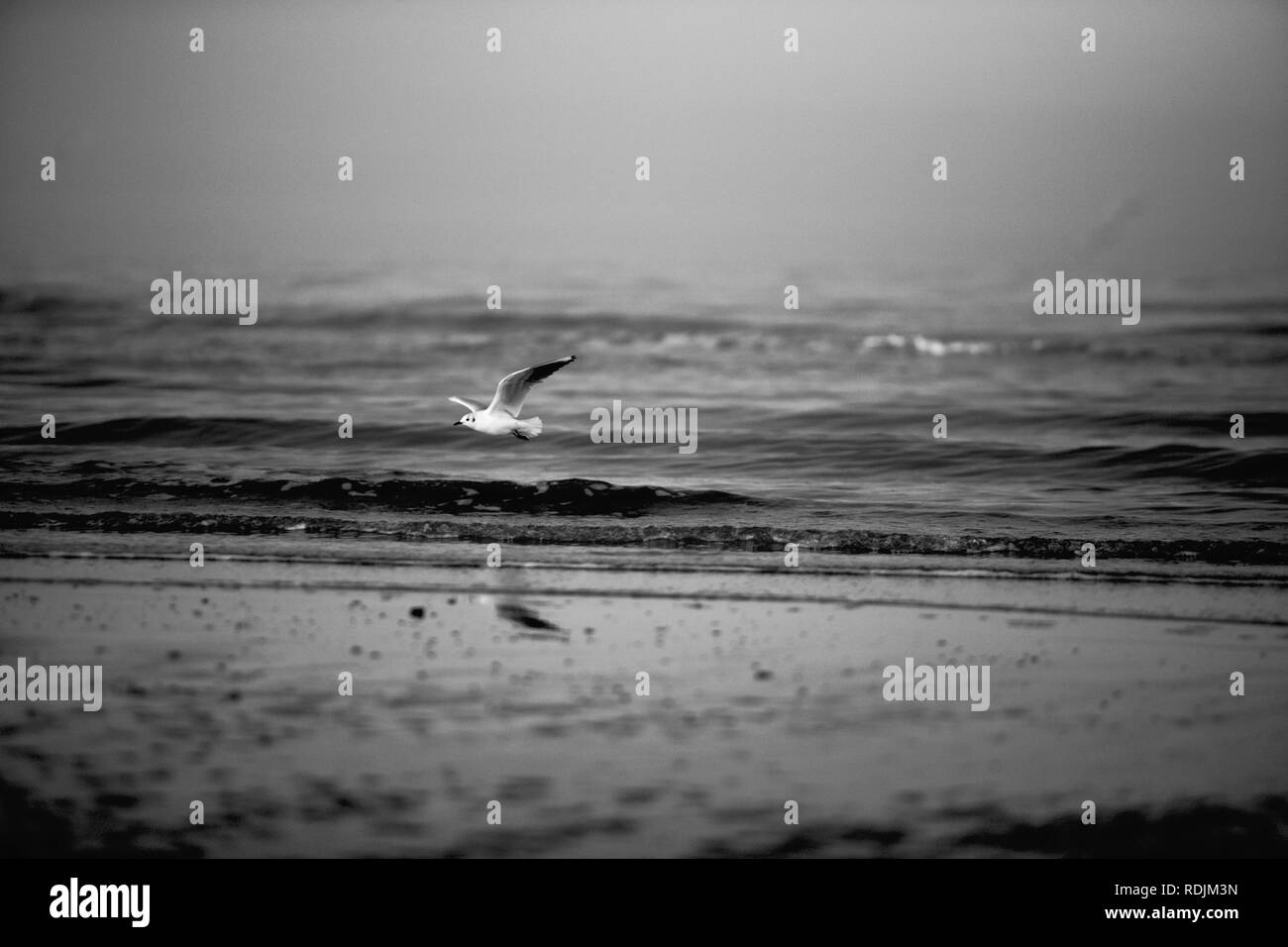 Fly low Black and White Stock Photos & Images - Alamy