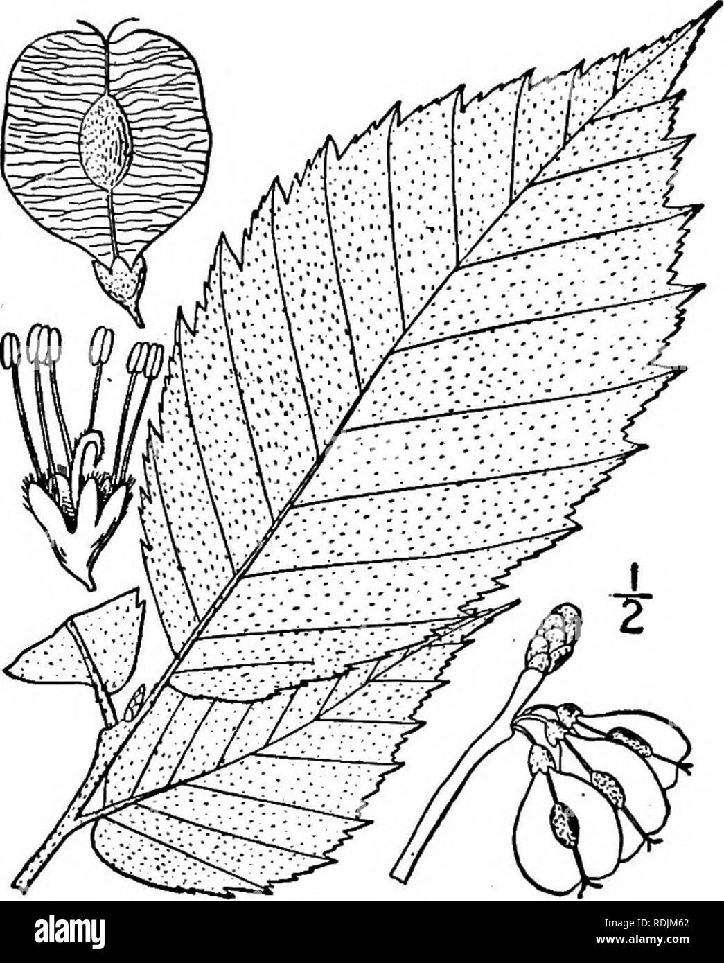 Ulmus genus Black and White Stock Photos & Images - Alamy