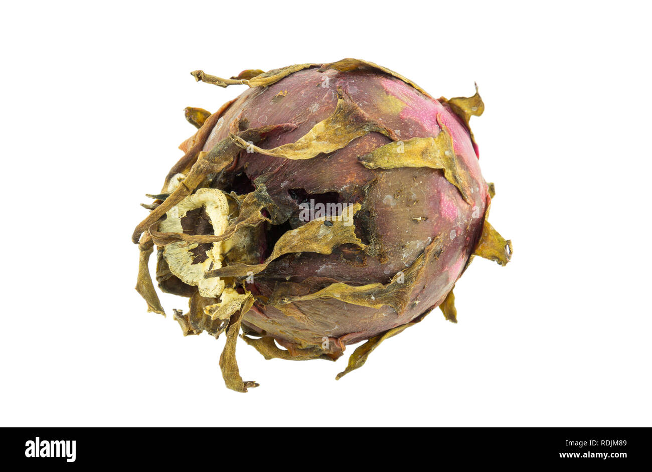 Rotten dragon fruit isolated on white background Stock Photo - Alamy