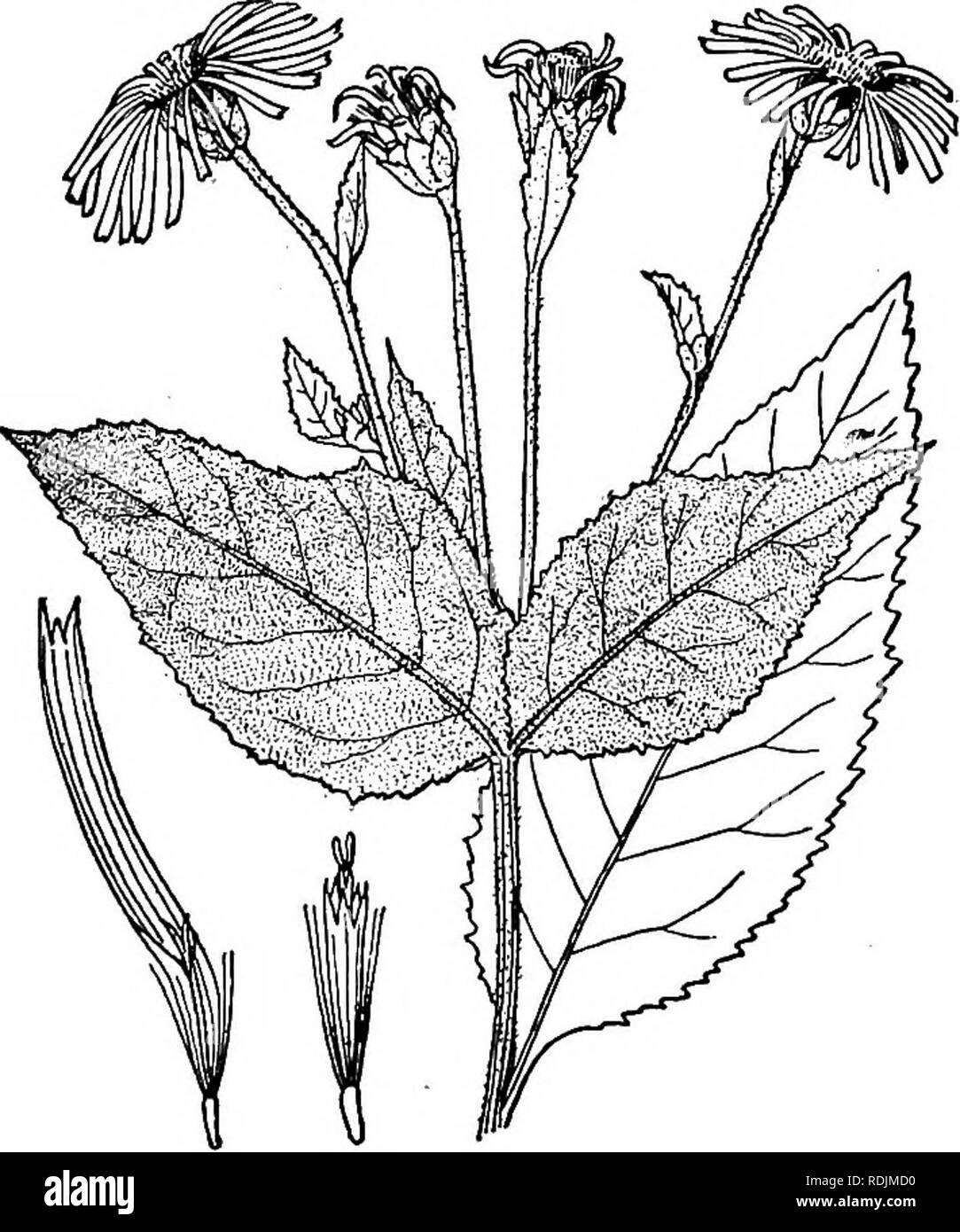 Woolly basal leaves Black and White Stock Photos & Images - Alamy