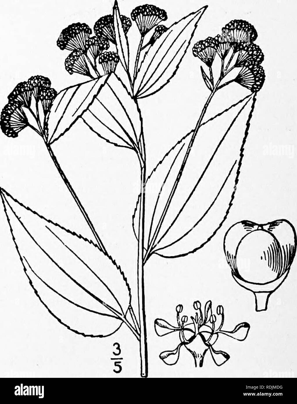 Buckthorn rhamnus sp Black and White Stock Photos & Images - Alamy