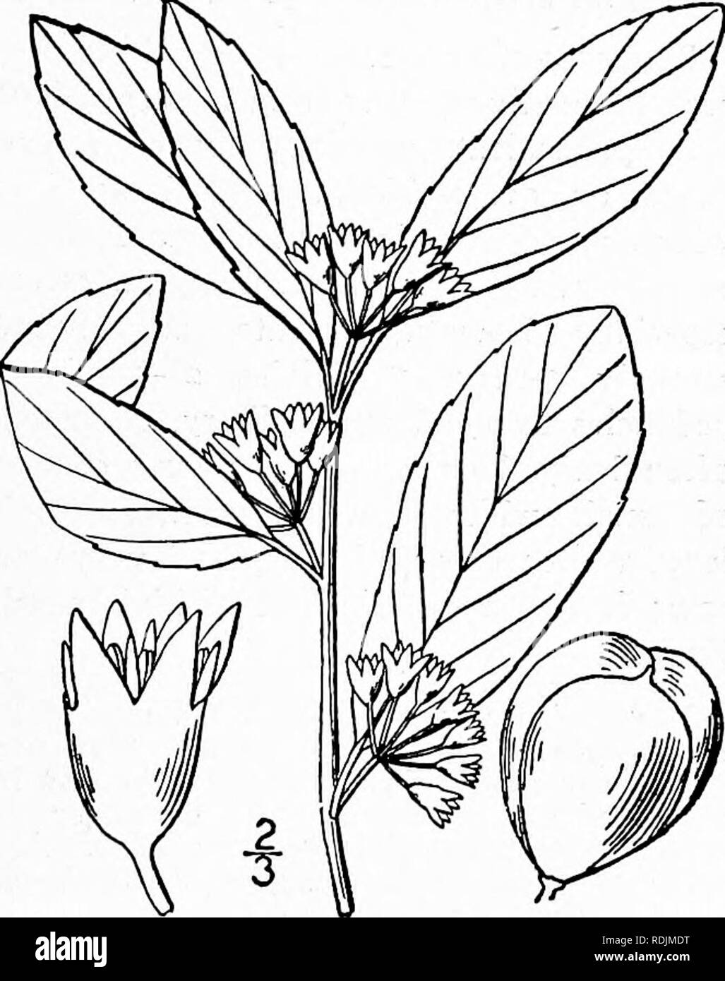 Thornless branches hi-res stock photography and images - Alamy