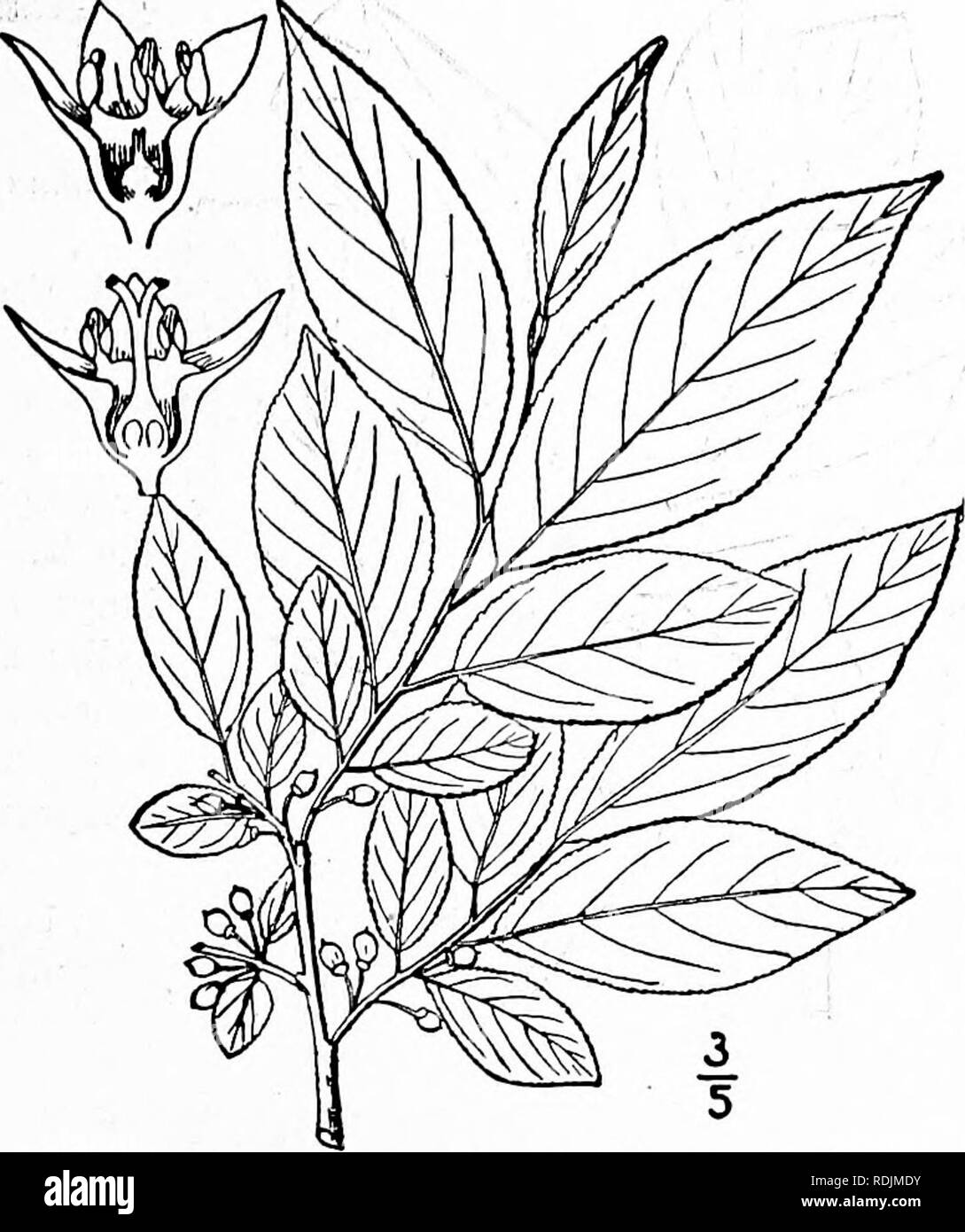 Thornless branches hi-res stock photography and images - Alamy