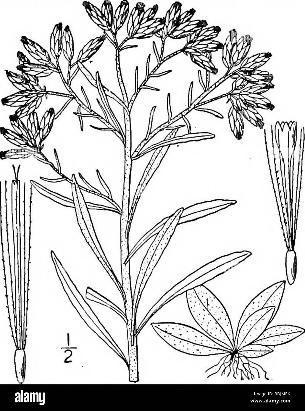 Pappus bristles hi-res stock photography and images - Alamy