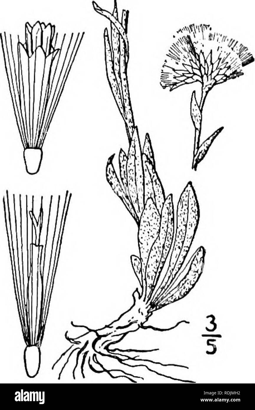 Pappus bristles hi-res stock photography and images - Alamy