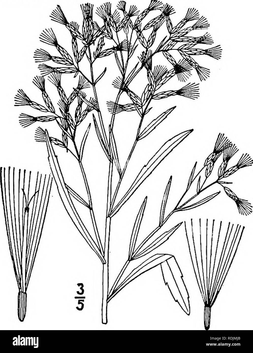 Halimifolia Black and White Stock Photos & Images - Alamy