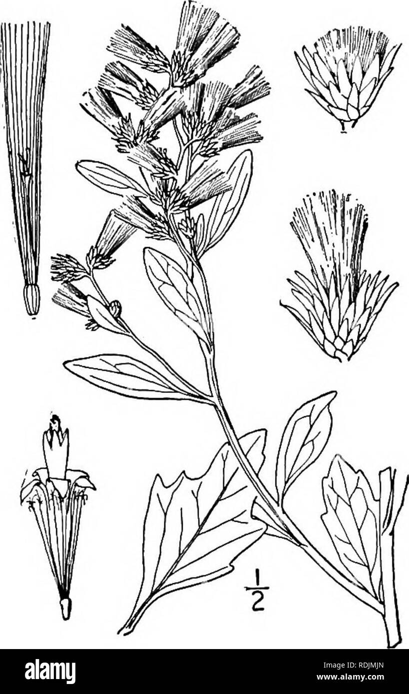 Lanceolate to oblanceolate leaves hi-res stock photography and images ...