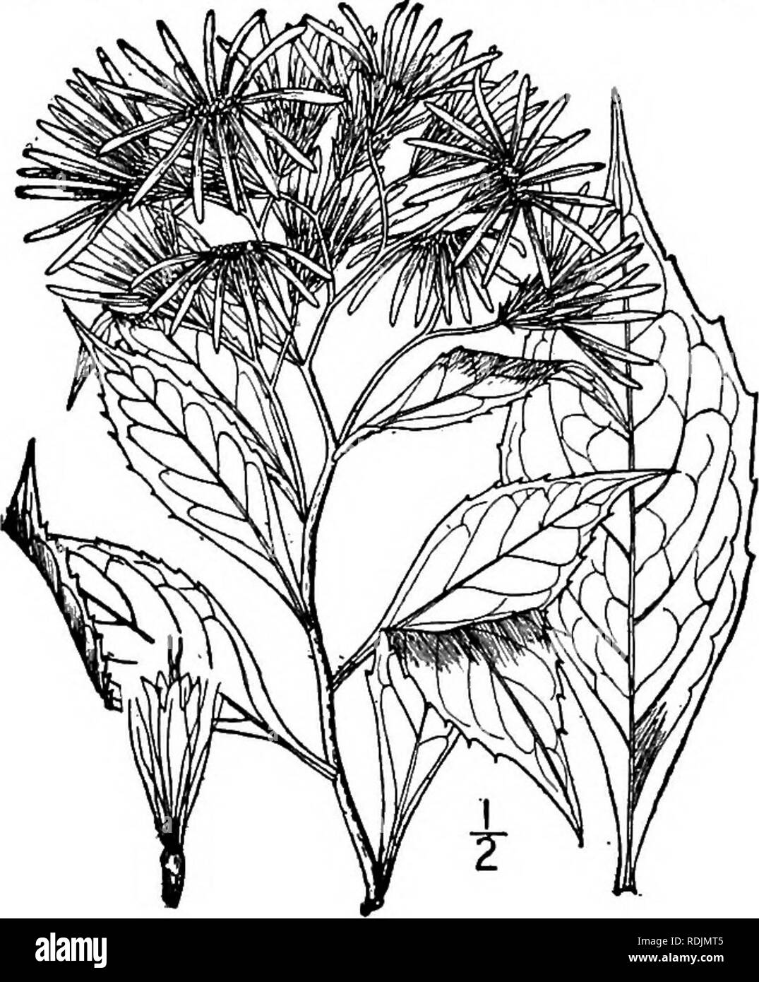 Bog aster Black and White Stock Photos & Images - Alamy