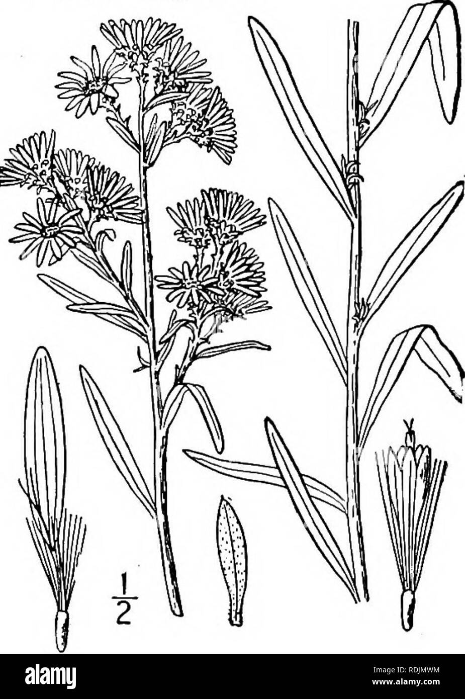 Polycephalus Black and White Stock Photos & Images - Alamy