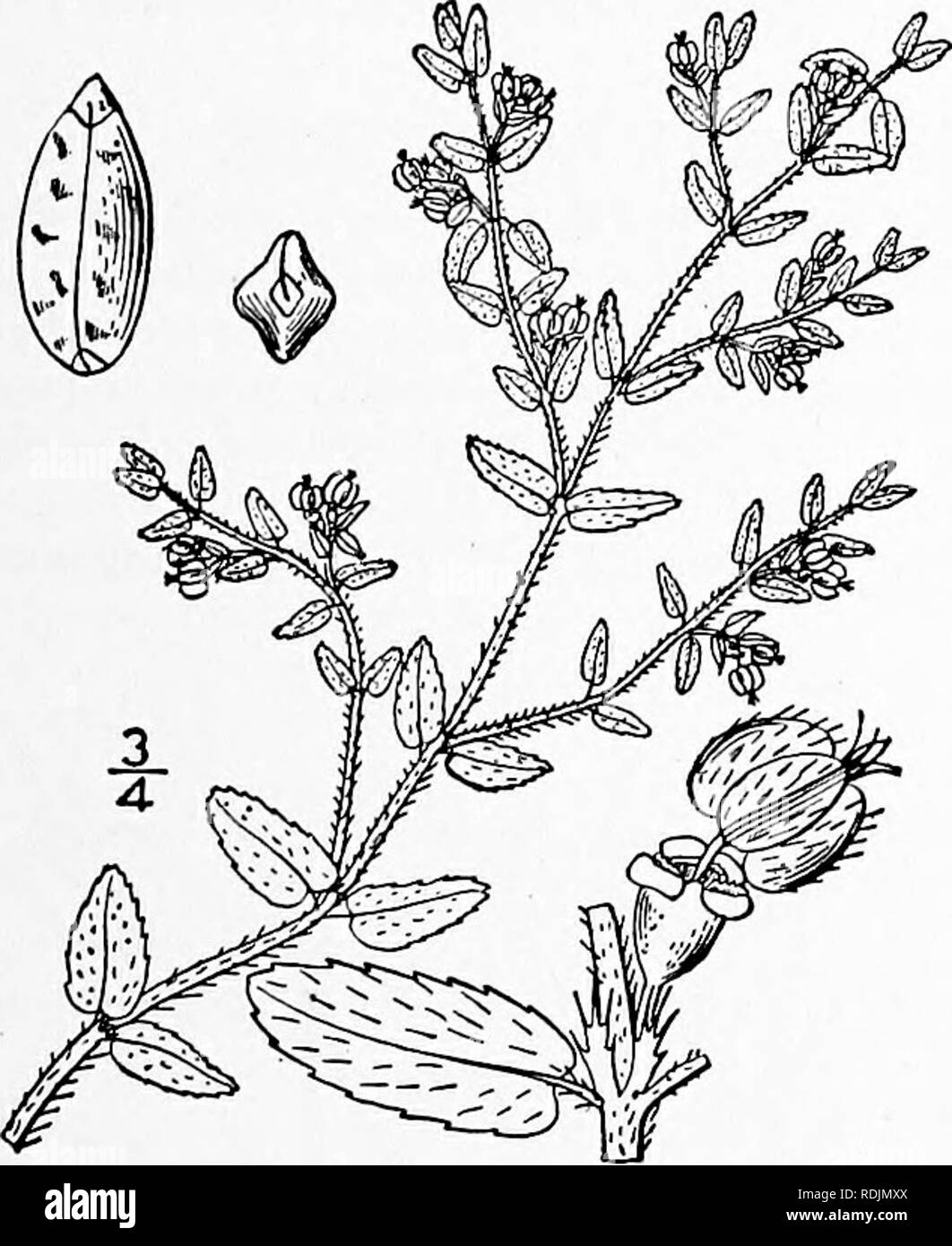 Euphorbia red Black and White Stock Photos & Images - Alamy