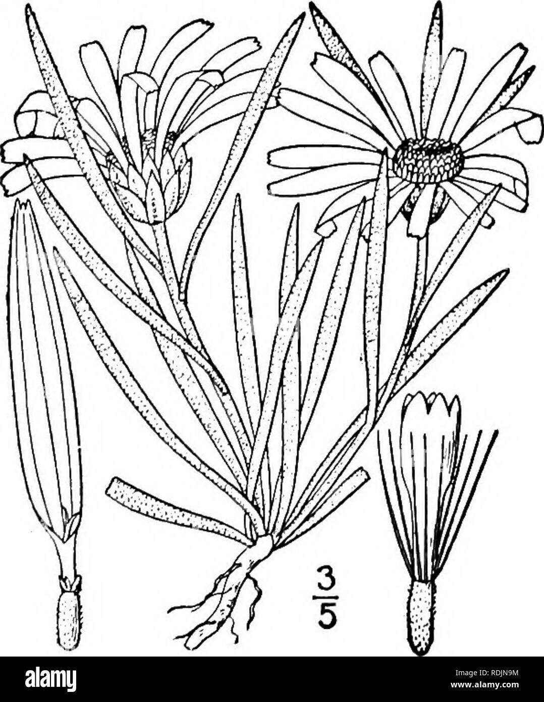 Leaves oblanceolate to linear Black and White Stock Photos & Images - Alamy