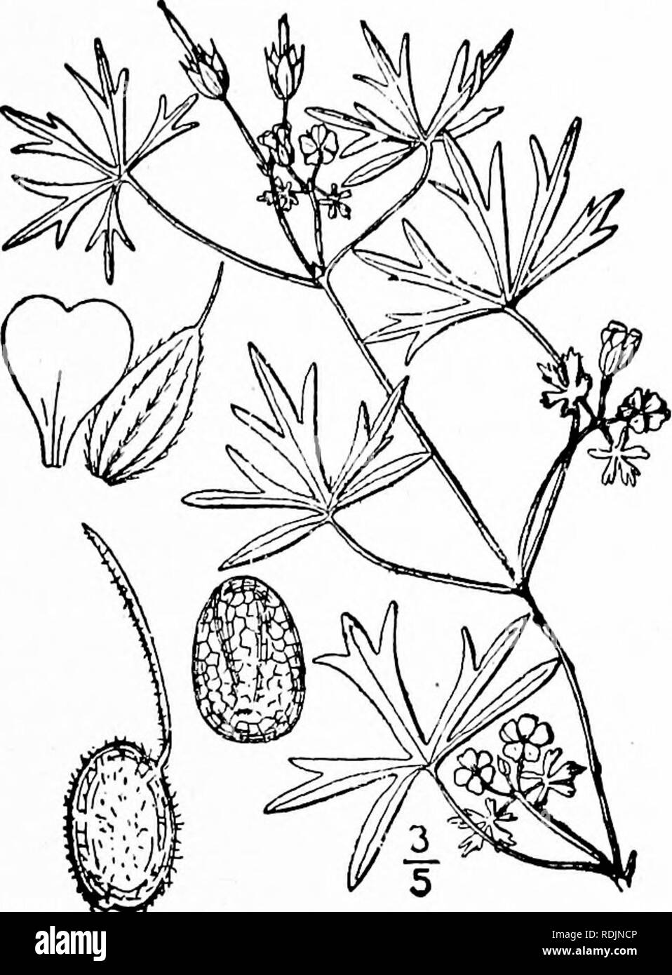 Geranium pusillum Black and White Stock Photos & Images - Alamy