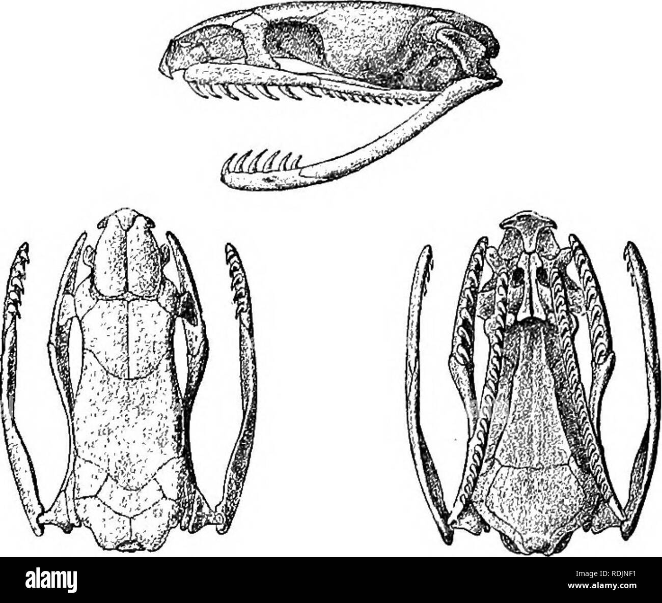 Miss bum bum hi-res stock photography and images - Alamy