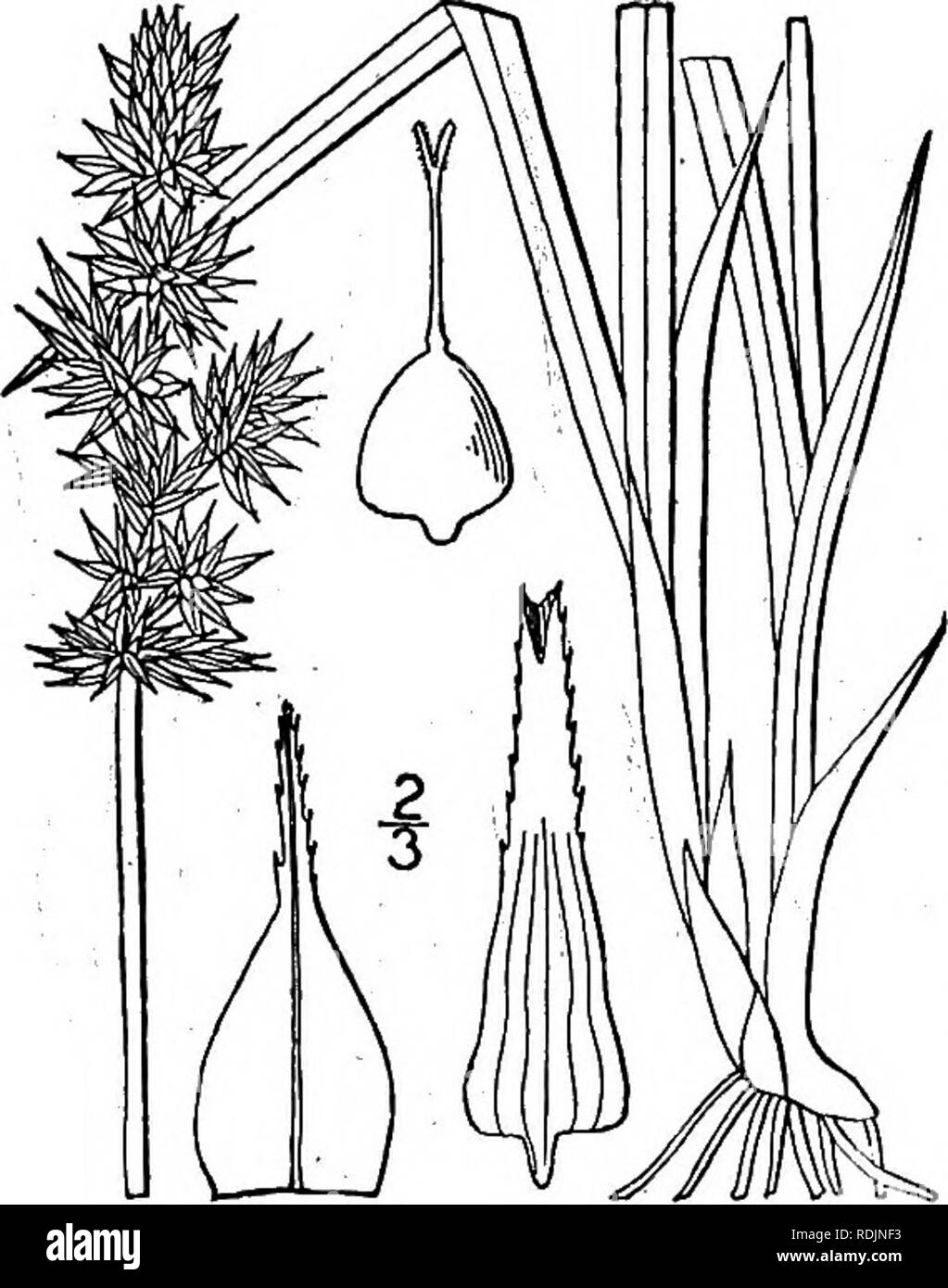 . An illustrated flora of the northern United States, Canada and the ...