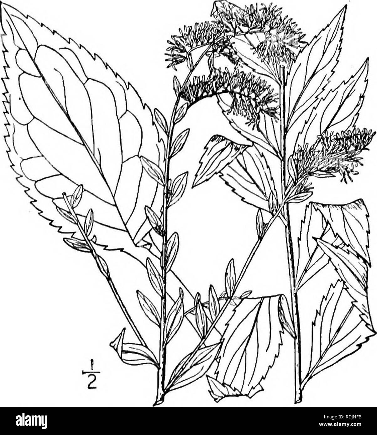 Solidago ulmifolia hi-res stock photography and images - Alamy