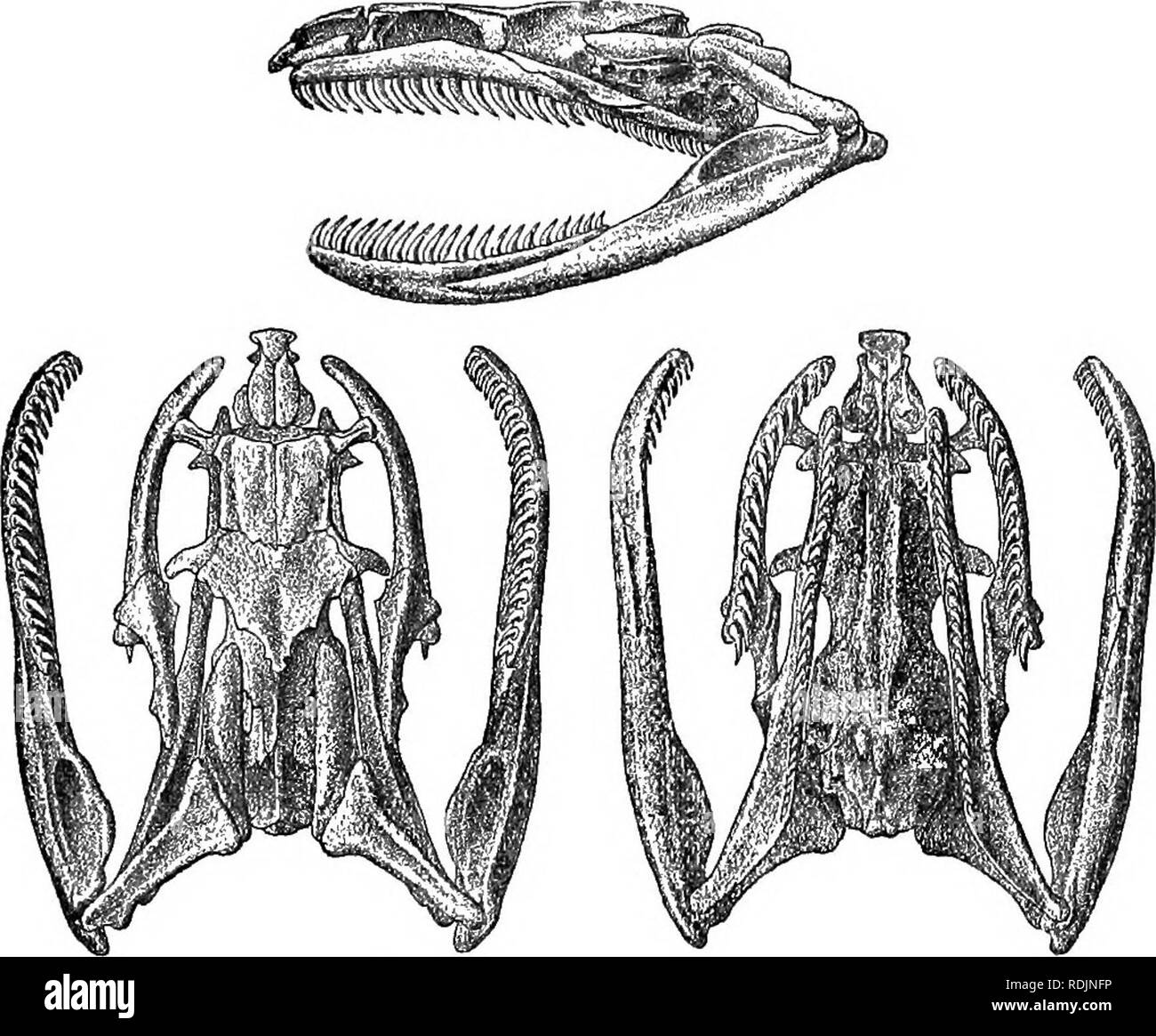 Mandibular teeth Black and White Stock Photos & Images - Alamy