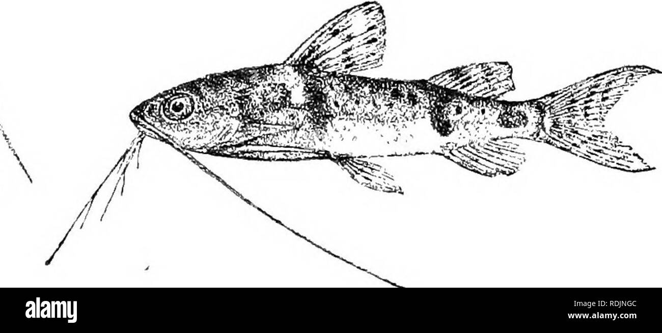 . Catalogue of the fresh-water fishes of Africa in the British museum ...