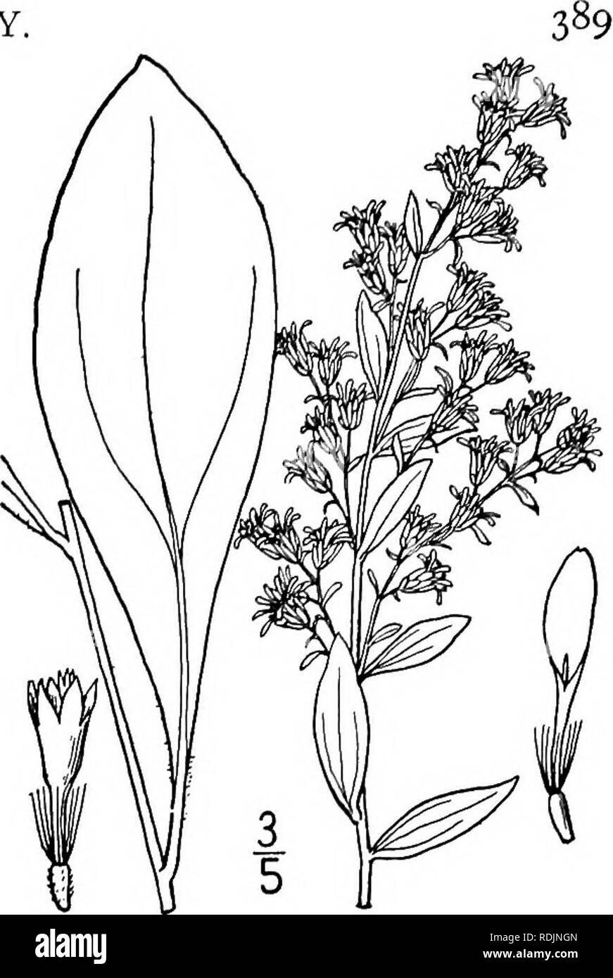 Morphology bot Black and White Stock Photos & Images - Alamy