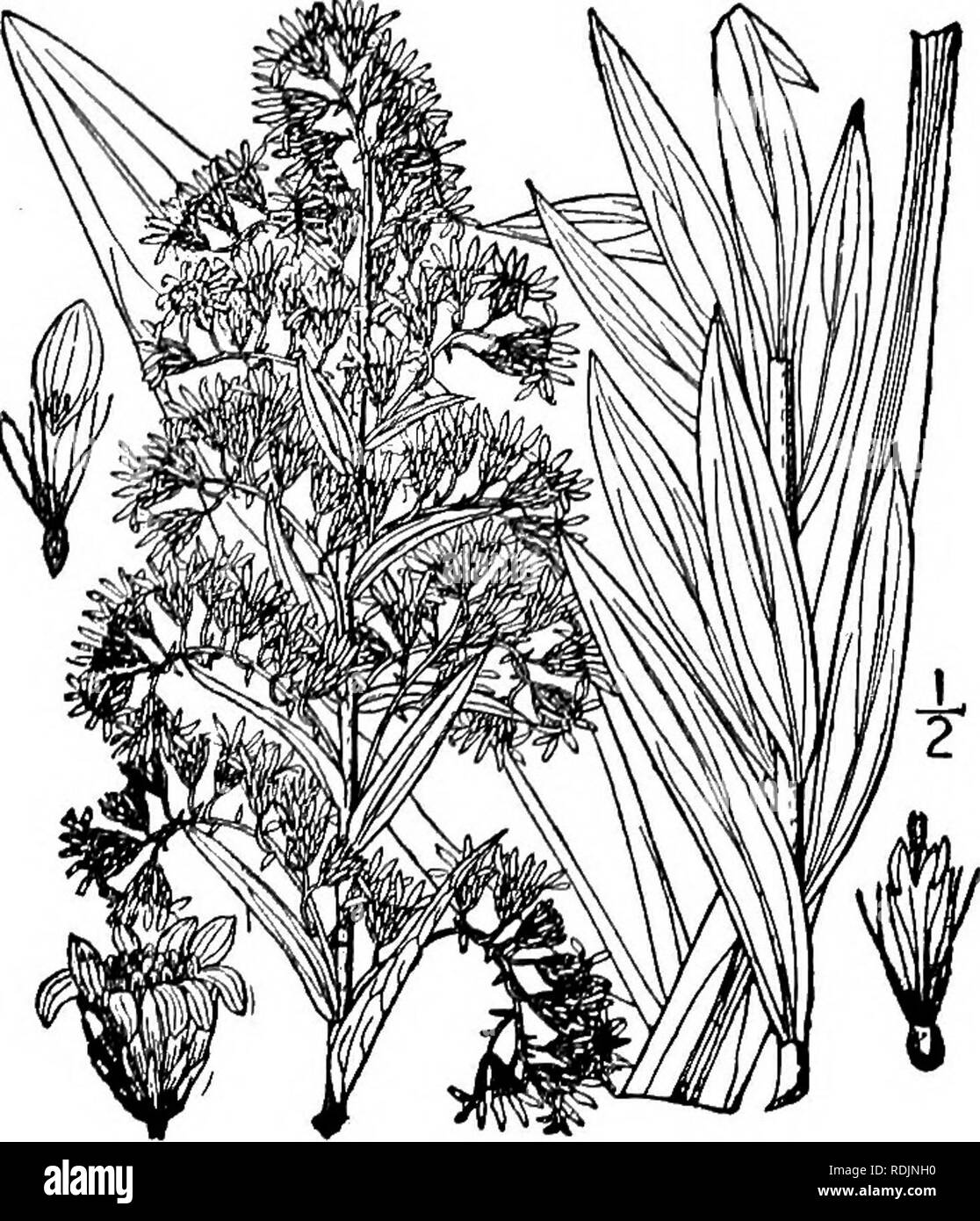 Long ciliate leaf margins Black and White Stock Photos & Images - Alamy