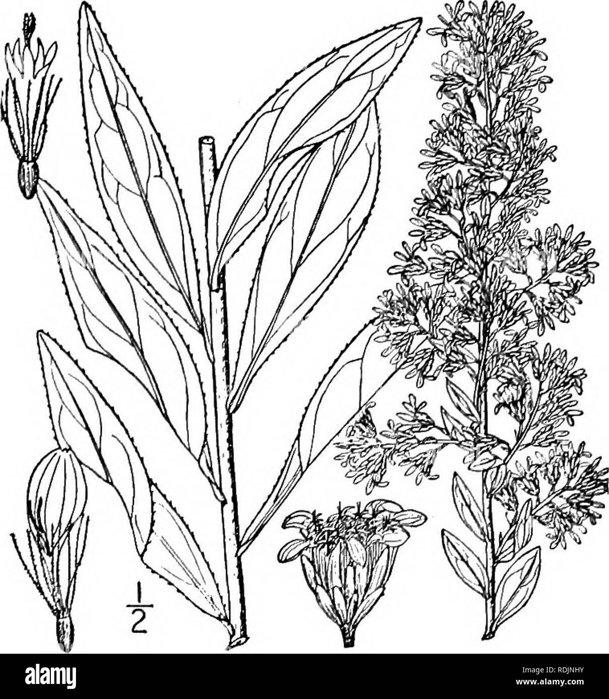Solidago Speciosa Leaves