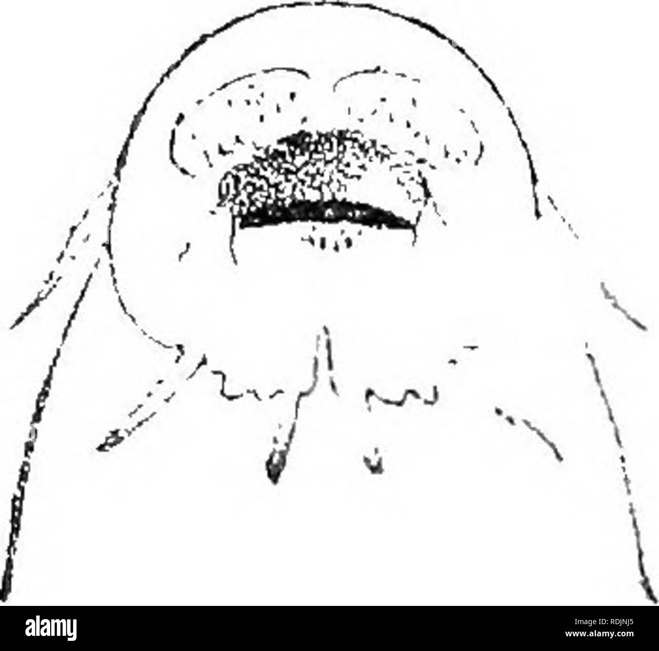 Maxillary barbel hi-res stock photography and images - Alamy