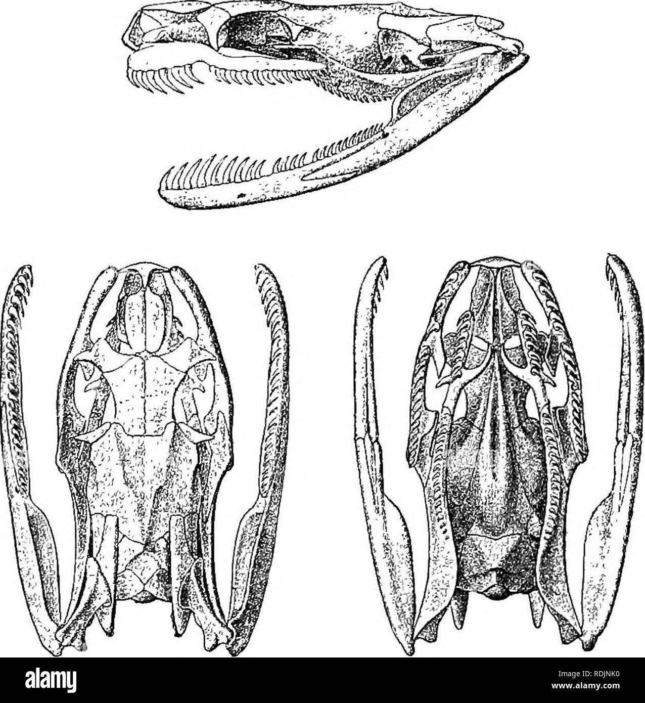 . Catalogue of the snakes in the British Museum (Natural History ...