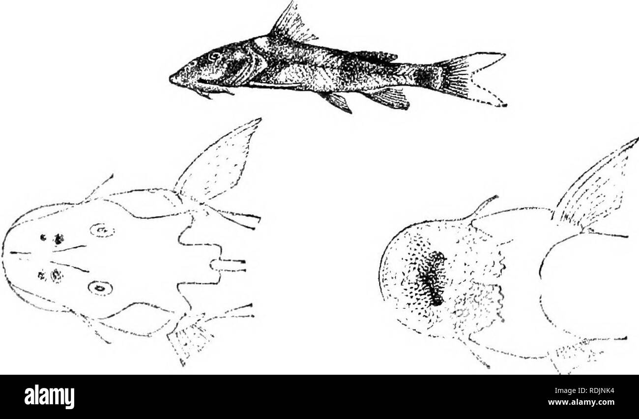 . Catalogue of the fresh-water fishes of Africa in the British museum ...