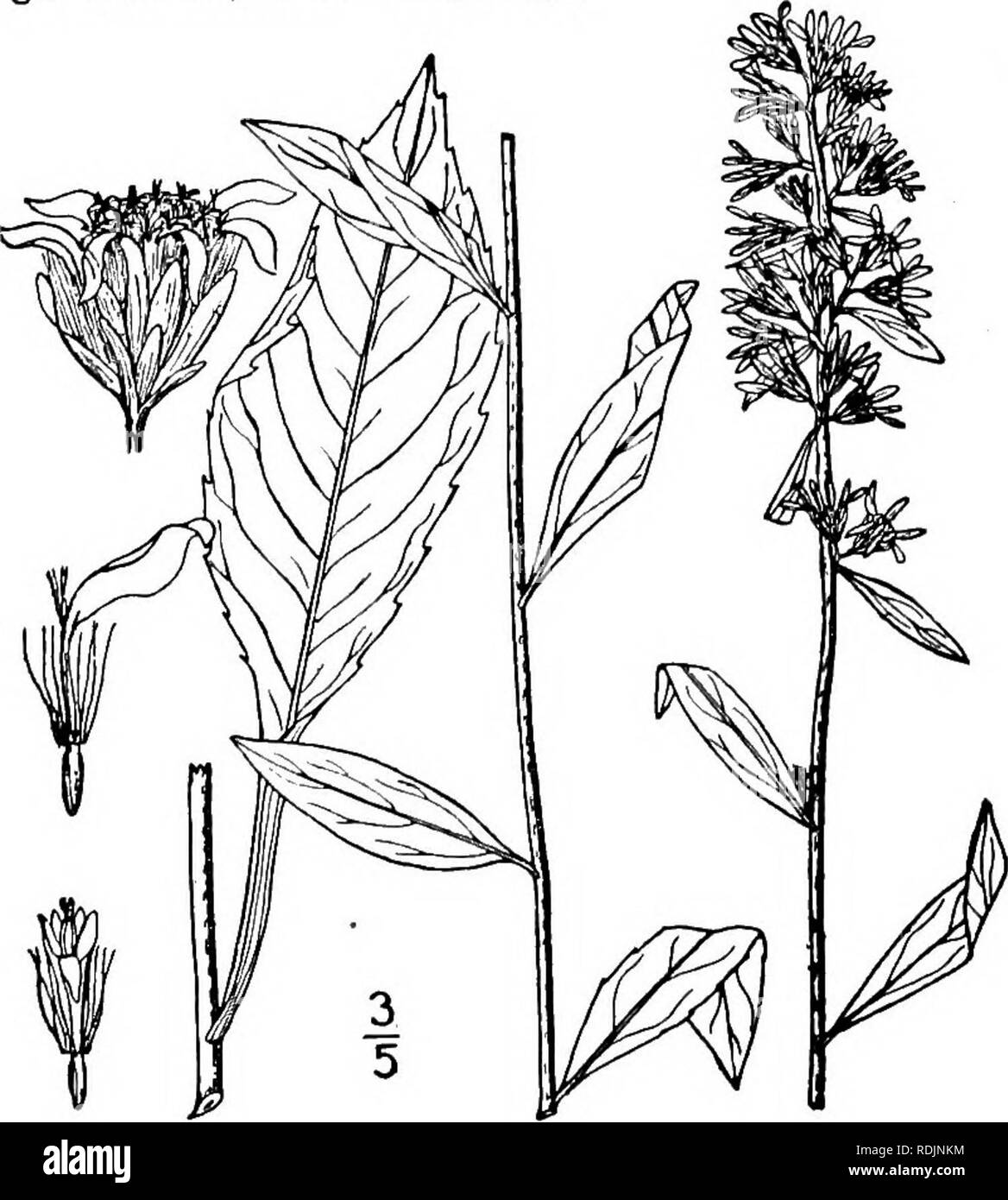 . An illustrated flora of the northern United States, Canada and the ...