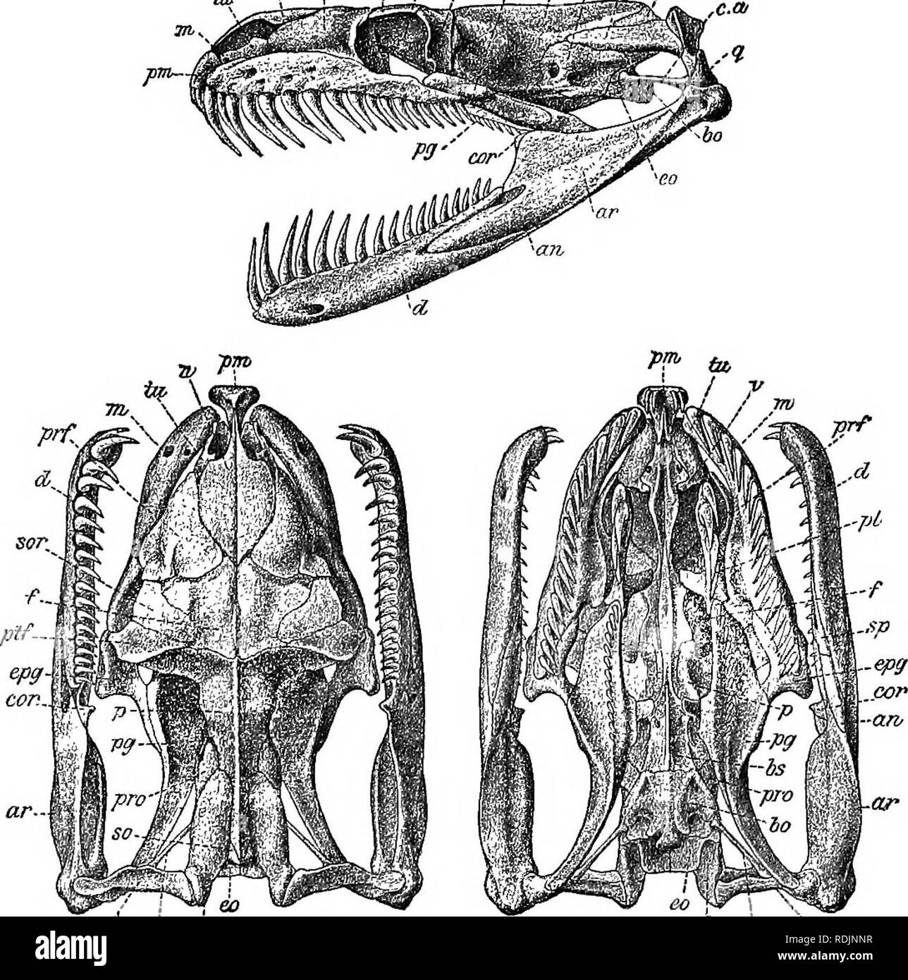 Labial pits Black and White Stock Photos & Images - Alamy