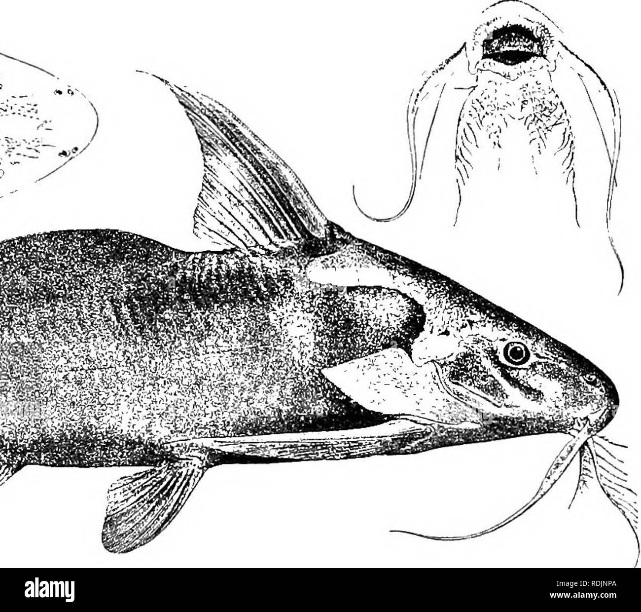 Maxillary barbel Black and White Stock Photos & Images - Alamy