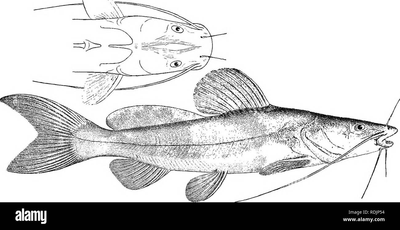 Gill rakers Black and White Stock Photos & Images - Alamy