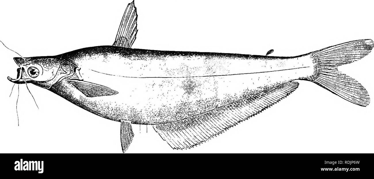 . Catalogue of the fresh-water fishes of Africa in the British museum ...