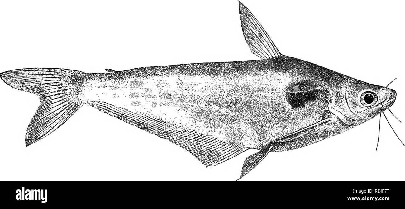 Congo miss Cut Out Stock Images & Pictures - Alamy