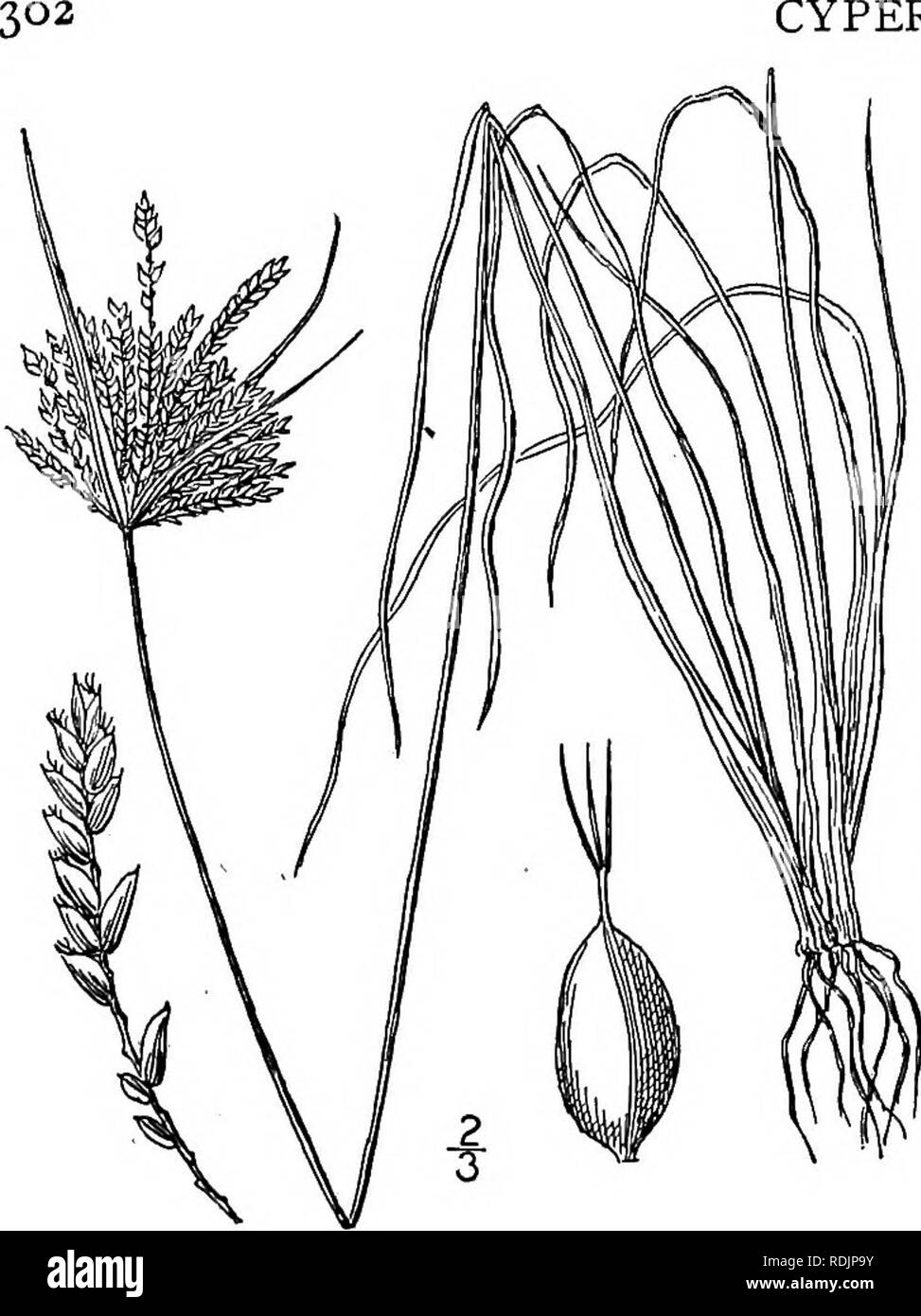 Cyperus tuber hi-res stock photography and images - Alamy