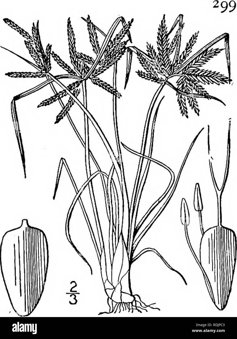 Slender tufted sedge Black and White Stock Photos & Images - Alamy