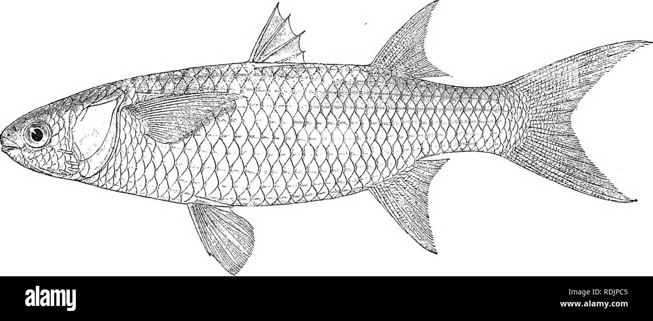 . Catalogue of the fresh-water fishes of Africa in the British museum ...