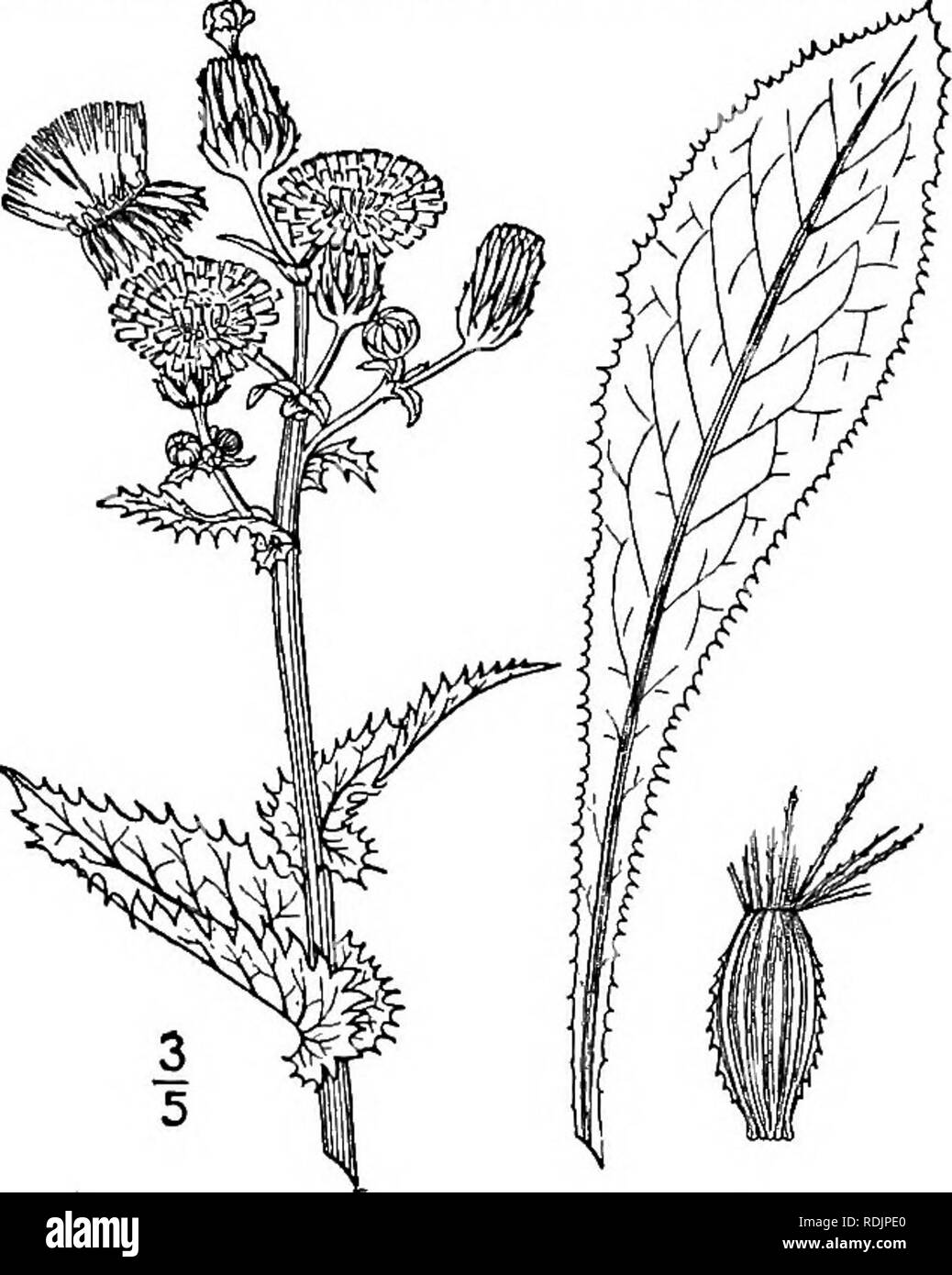 Sonchus asper l hill hi-res stock photography and images - Alamy