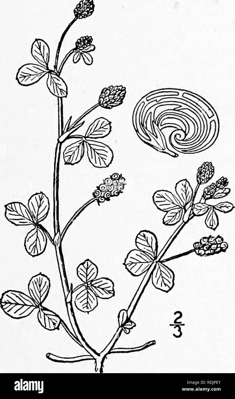 Medicago sp Black and White Stock Photos & Images - Alamy