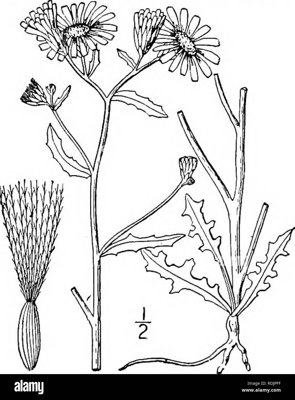 Pinnatifid leaves hi-res stock photography and images - Alamy