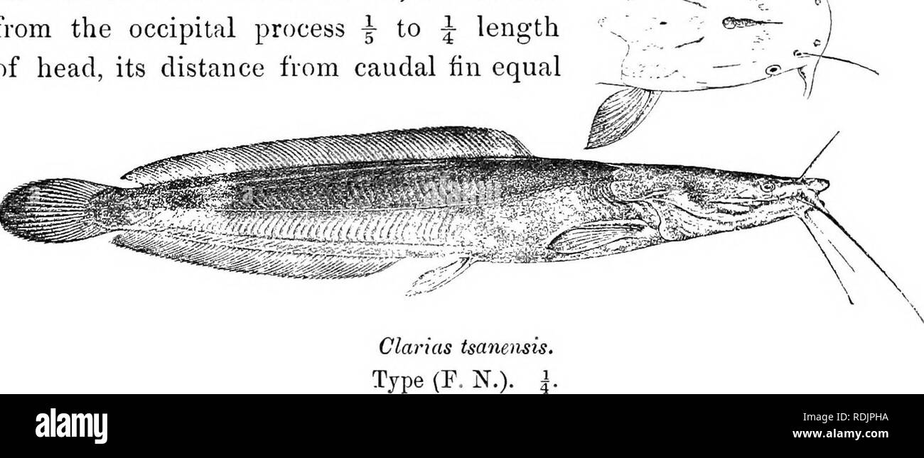 . Catalogue of the fresh-water fishes of Africa in the British museum ...