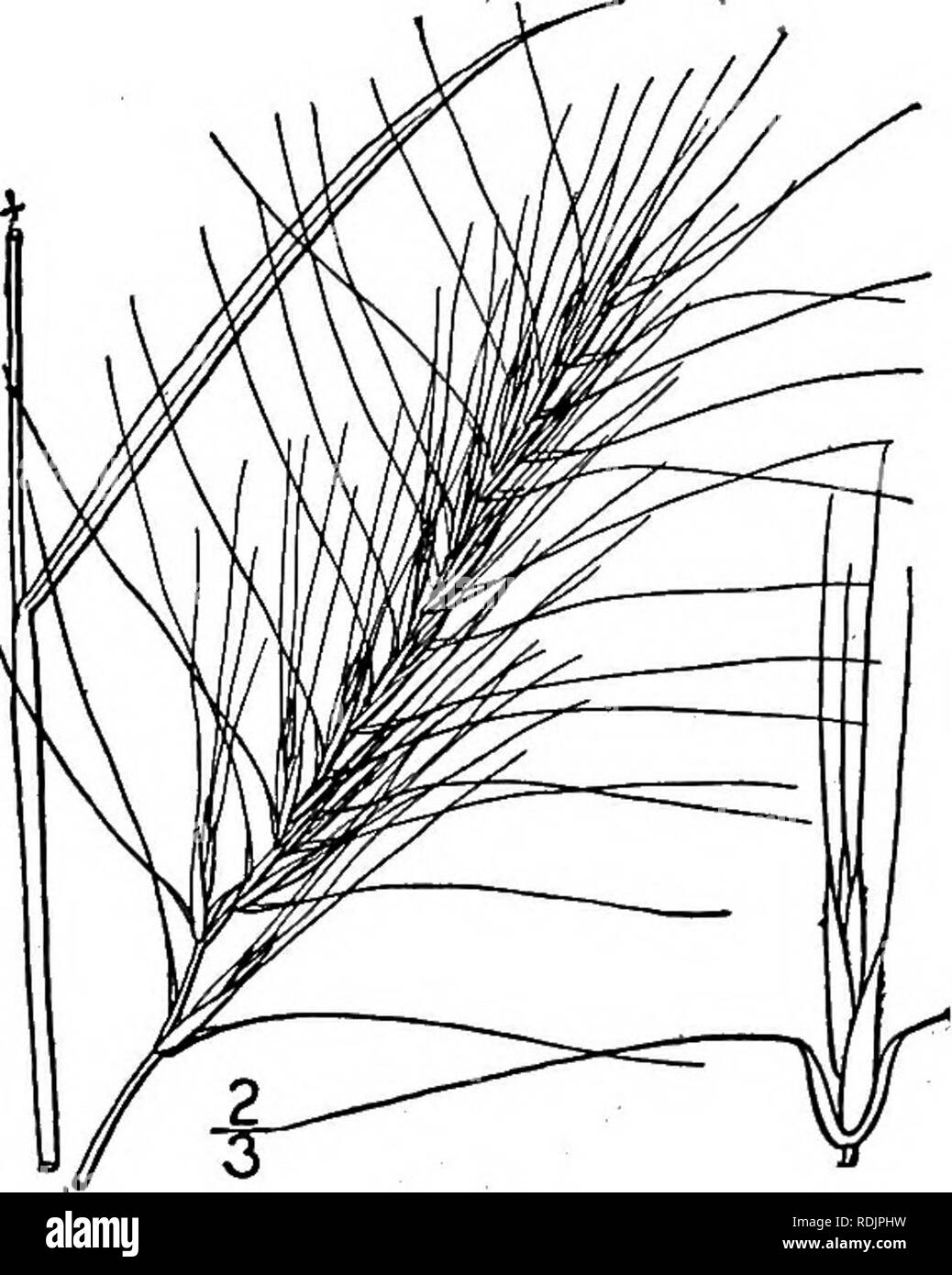 Tufted grasses Black and White Stock Photos & Images - Alamy