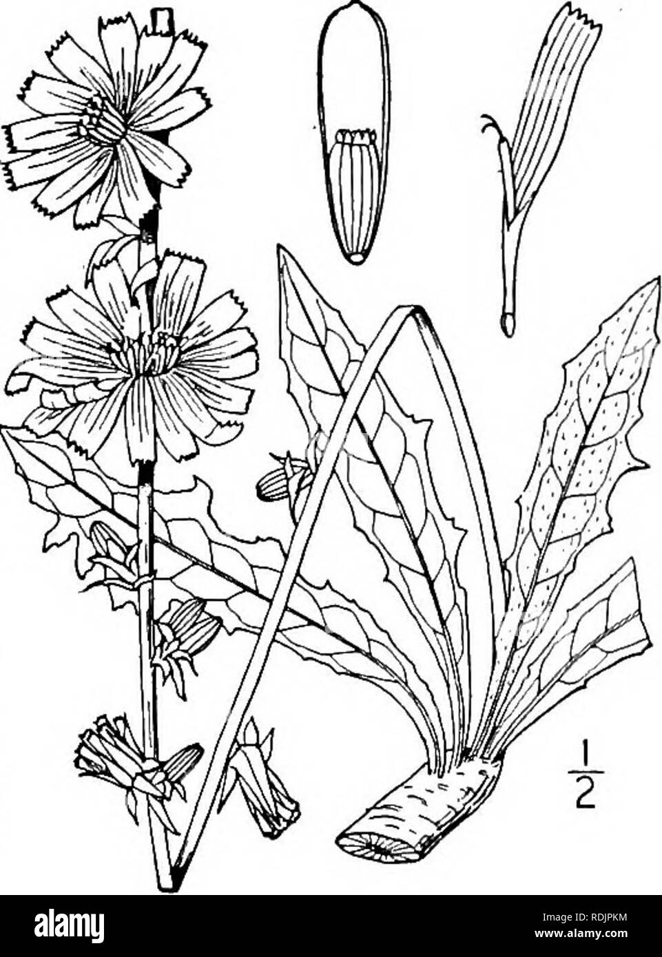 Pappus bristles hi-res stock photography and images - Alamy