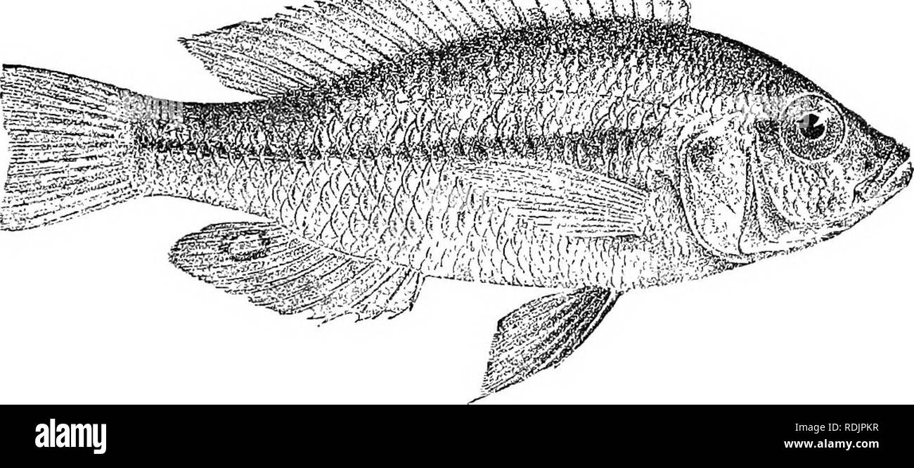 Conical teeth in the upper jaw Black and White Stock Photos & Images ...