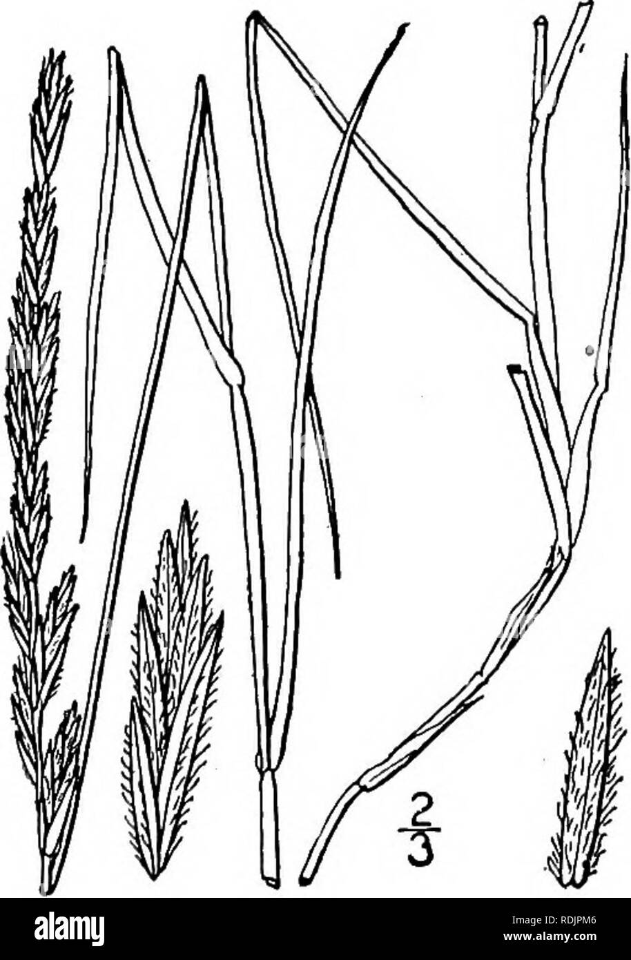 . An illustrated flora of the northern United States, Canada and the ...