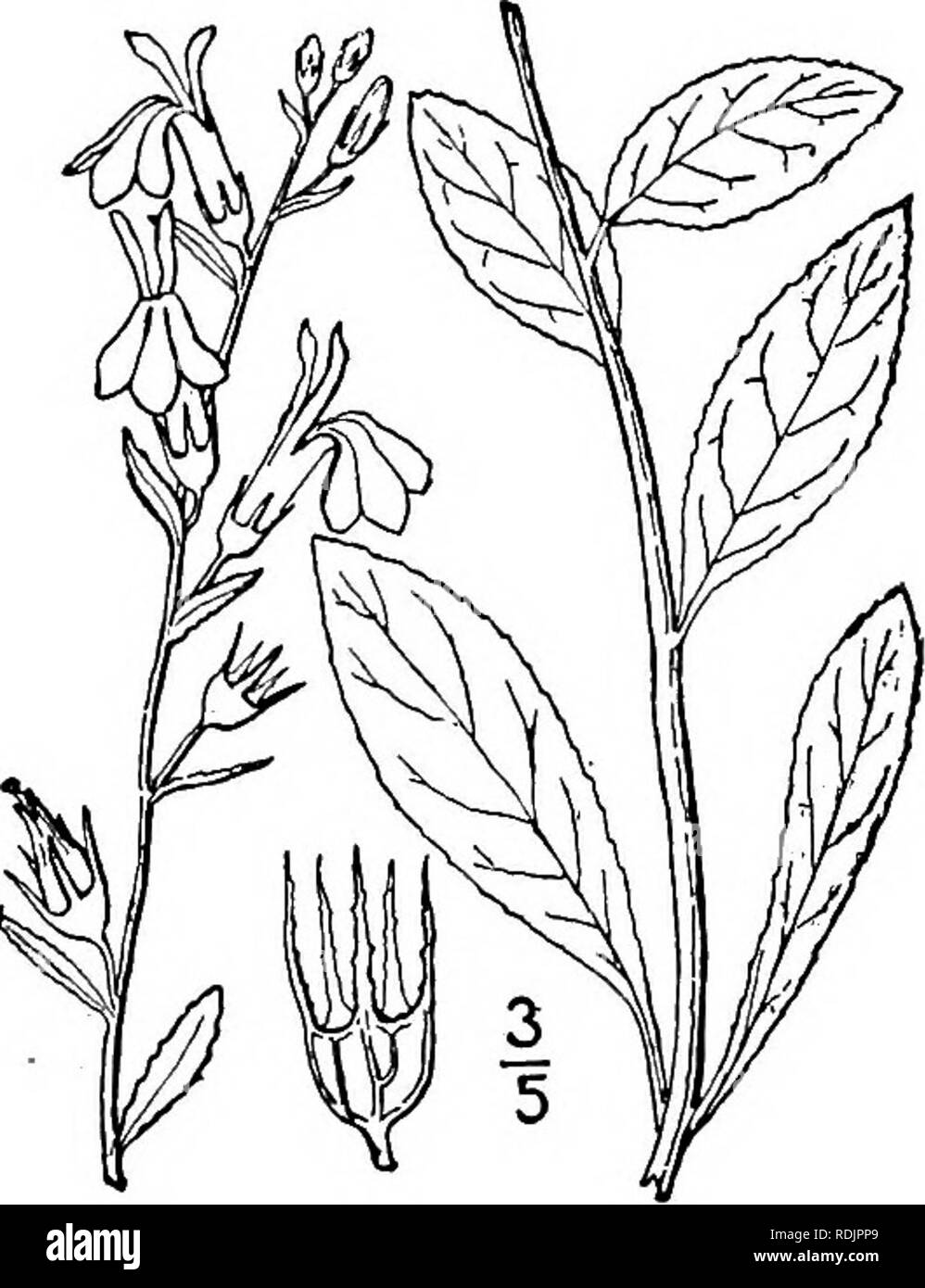 Perennial lobelia Black and White Stock Photos & Images - Alamy