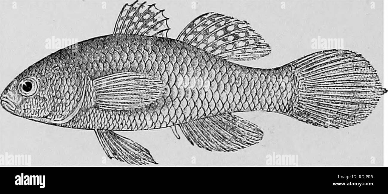 Gobiid fish Black and White Stock Photos & Images - Alamy