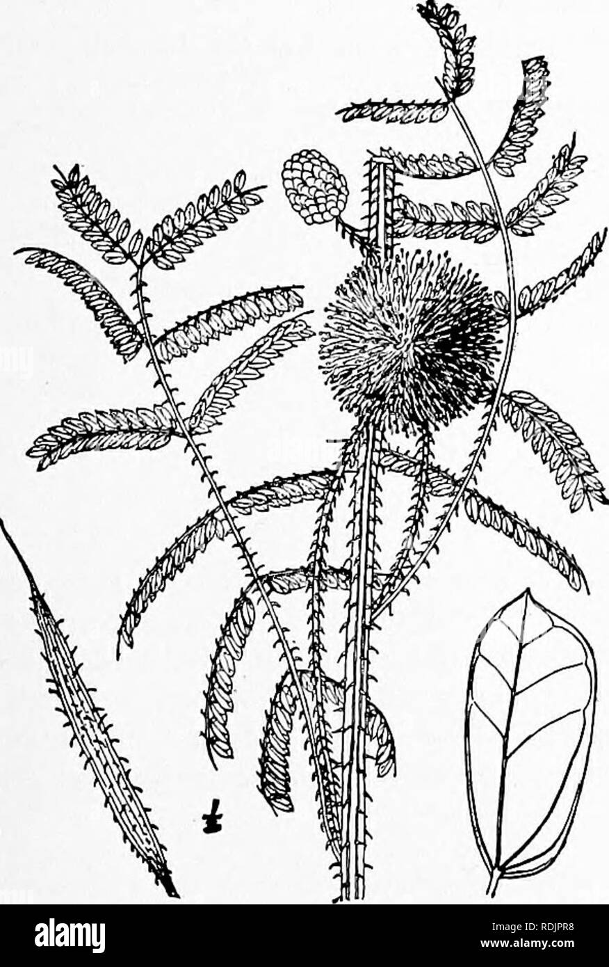 Procumbent Stem Examples