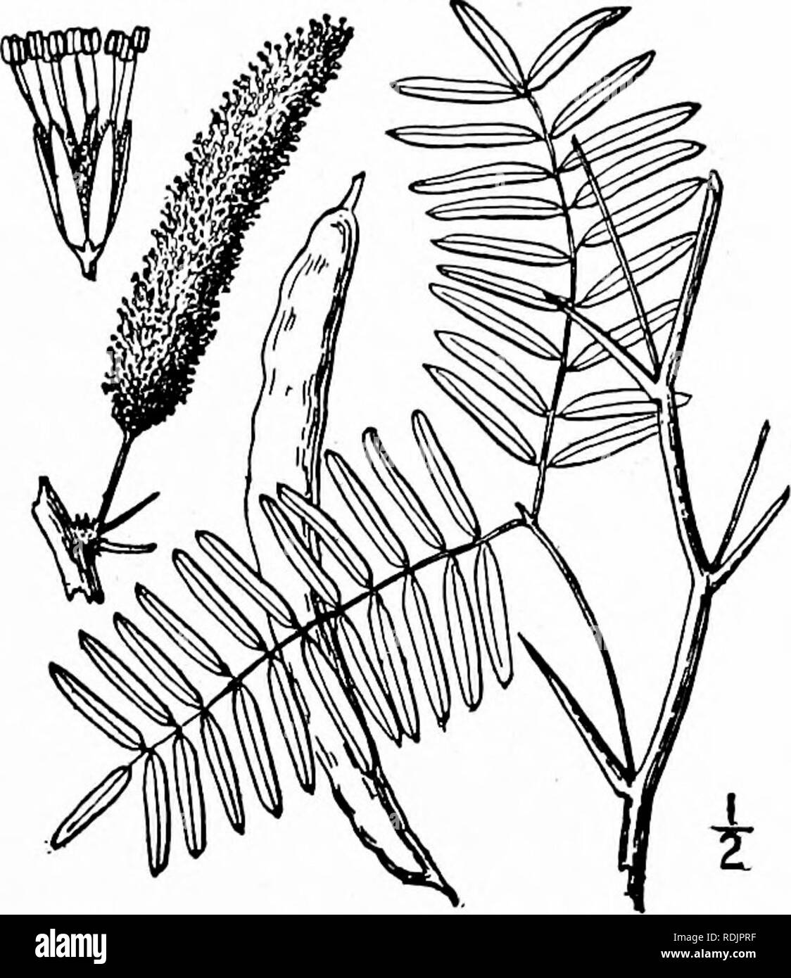 Prosopis genus Cut Out Stock Images & Pictures - Alamy