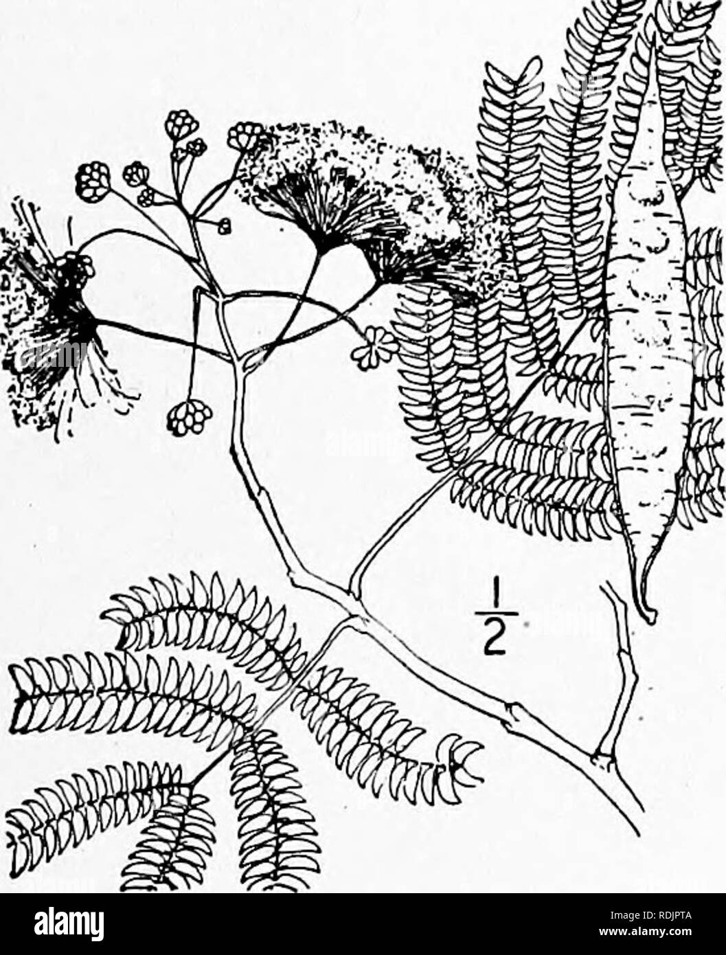 Tubular campanulate flowers Black and White Stock Photos & Images - Alamy